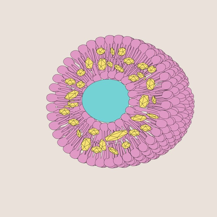 The Intriguing Science Behind Female Arousal | Vella